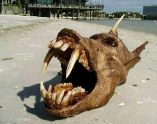 De Monstris - Monstrology: The Mandrill Fish: Freaky Creature from the Deep